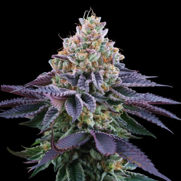 Coco Fresh Feminized Cannabis Seeds - Perfect Tree Seeds - Simply Souvenirs | Simply Souvenirs