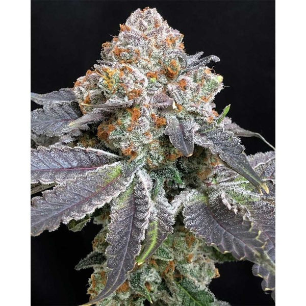 Rated R Feminized Cannabis Seeds - Symbiotic Genetics - Simply Souvenirs | Simply Souvenirs