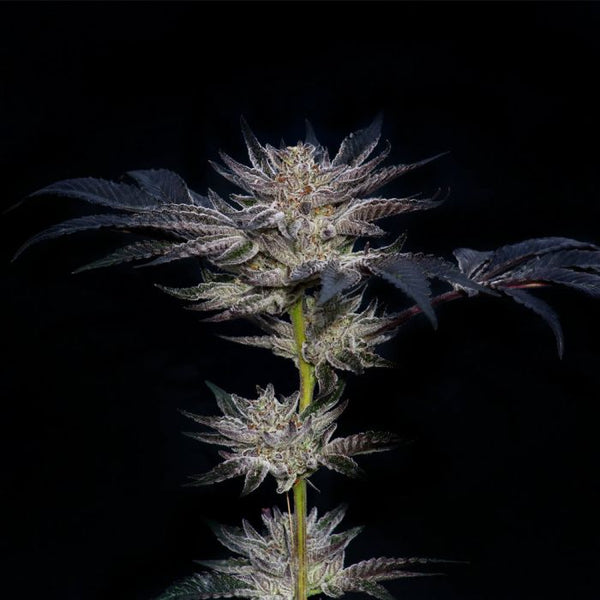 Slipstream Feminized Souvenir Cannabis Seeds - Simply Souvenirs | Simply Souvenirs