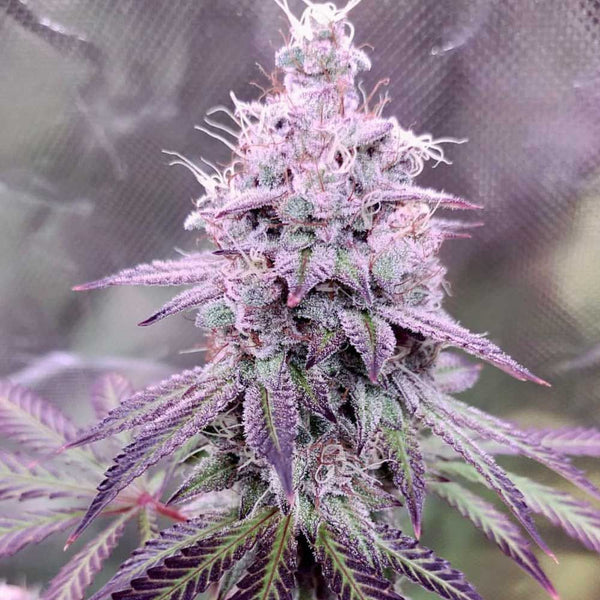 Conscious Kush V3 Feminized Cannabis Seeds - Conscious Genetics - Simply Souvenirs | Simply ...