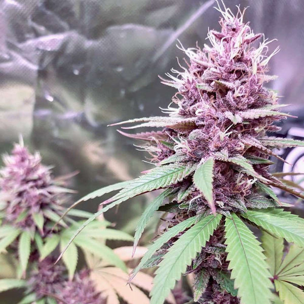 Conscious Kush V3 Feminized Cannabis Seeds - Conscious Genetics - Simply Souvenirs | Simply ...