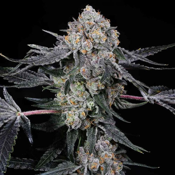 High Society Feminized Souvenir Cannabis Seeds - Simply Souvenirs | Simply Souvenirs