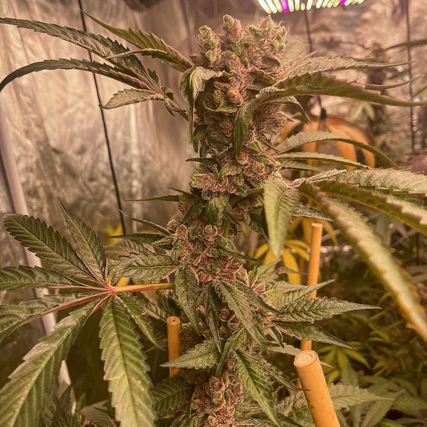 Pink Waferz Feminized Cannabis Seeds - Conscious Genetics - Simply Souvenirs | Simply Souvenirs