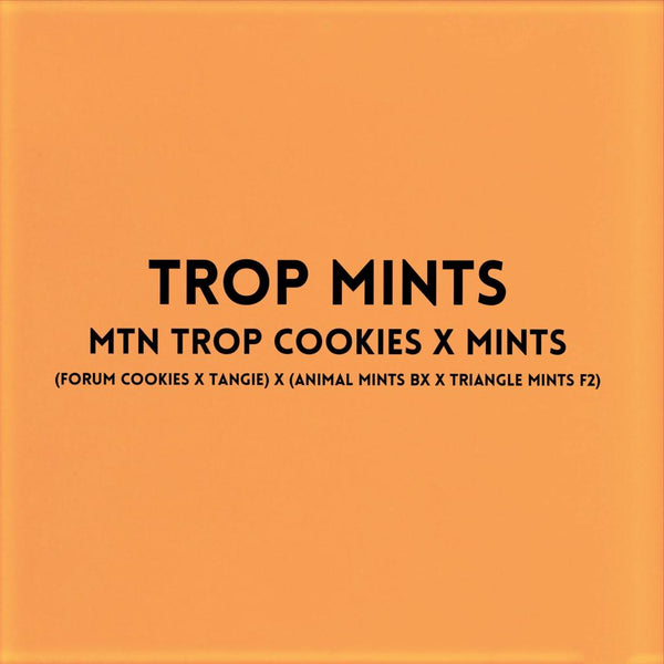 Trop Mints Regular Cannabis Seeds - Sample Pack - Summer House Seeds ...