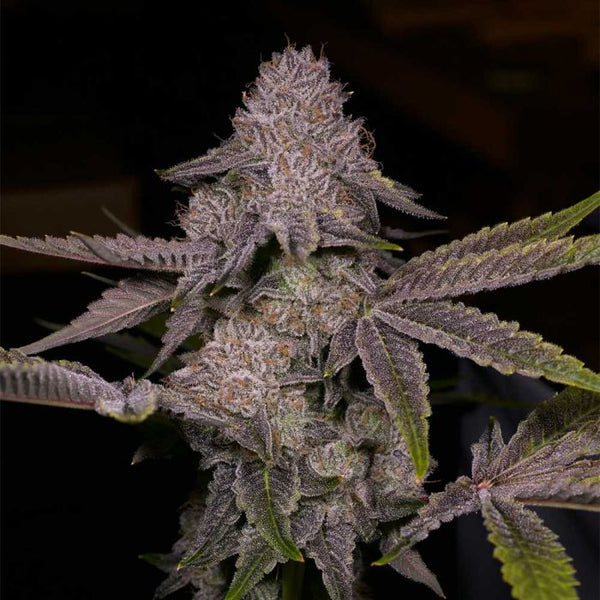 Tar Regular Cannabis Seeds - Archive Genetics - Simply Souvenirs ...