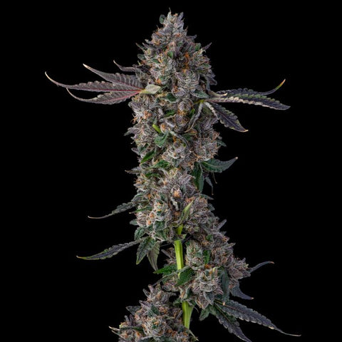 Compound Genetics - Regular & Feminized Souvenir Cannabis Seeds ...