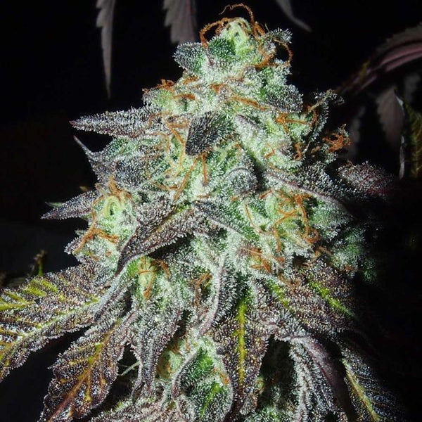 Pink Paletas Feminized Cannabis Seeds - Karma Genetics - Simply ...