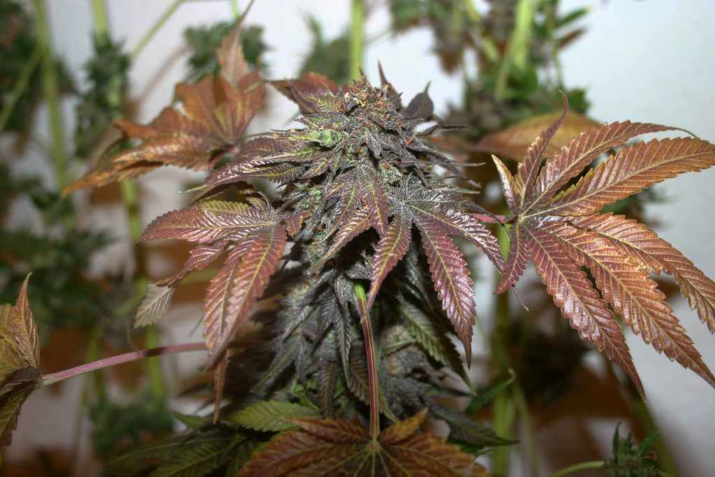 Chemonchello Regular Cannabis Seeds - True Canna Genetics - Simply ...