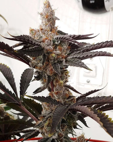 Solfire Gardens Regular & Feminized Cannabis Seeds - Simply Souvenirs