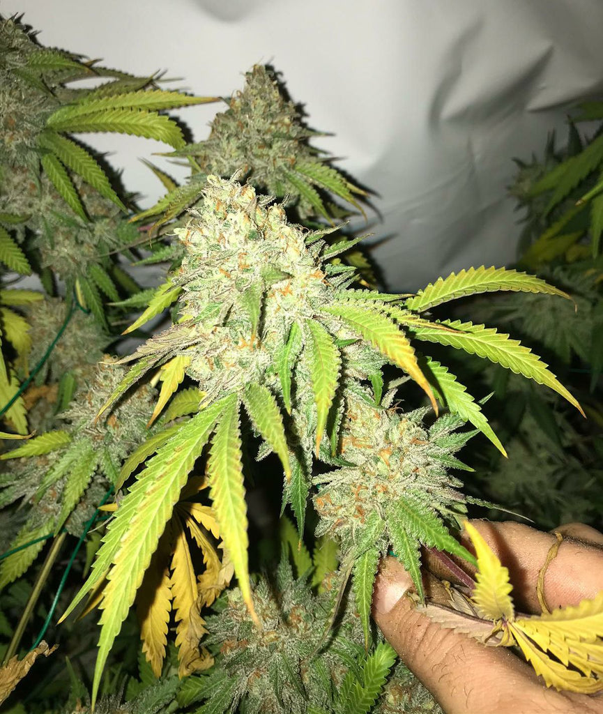 UK Blue Dawg Feminized Cannabis Seeds - Loco Genetics - Simply ...