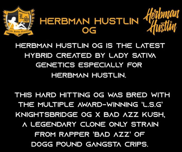 Herbman Hustlin OG - Feminized Cannabis Seeds - Lady Sativa Genetics ...