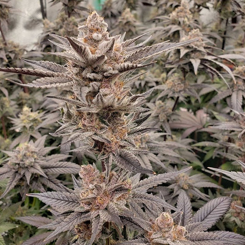 Solfire Gardens Regular & Feminized Cannabis Seeds - Simply Souvenirs