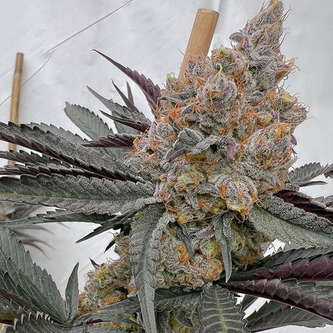 Solfire Gardens Regular & Feminized Cannabis Seeds - Simply Souvenirs