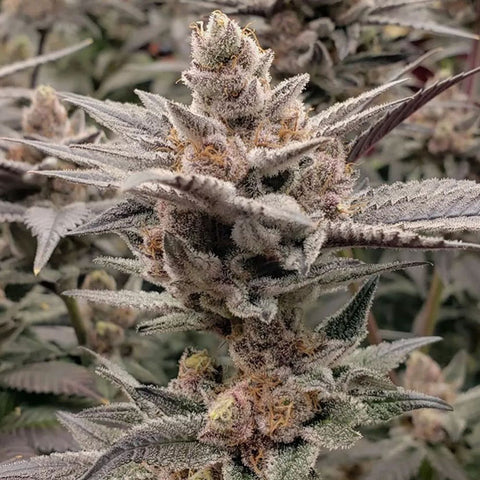 Solfire Gardens Regular & Feminized Cannabis Seeds - Simply Souvenirs