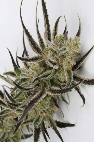 Chernobyl Feminized Cannabis Seeds - Subcool's The Dank - Simply ...