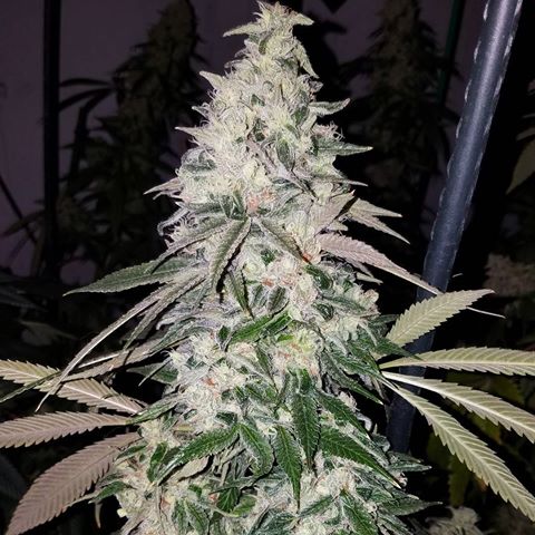 ETHOS Genetics - Feminized Regular & Autoflowering Souvenir Cannabis ...