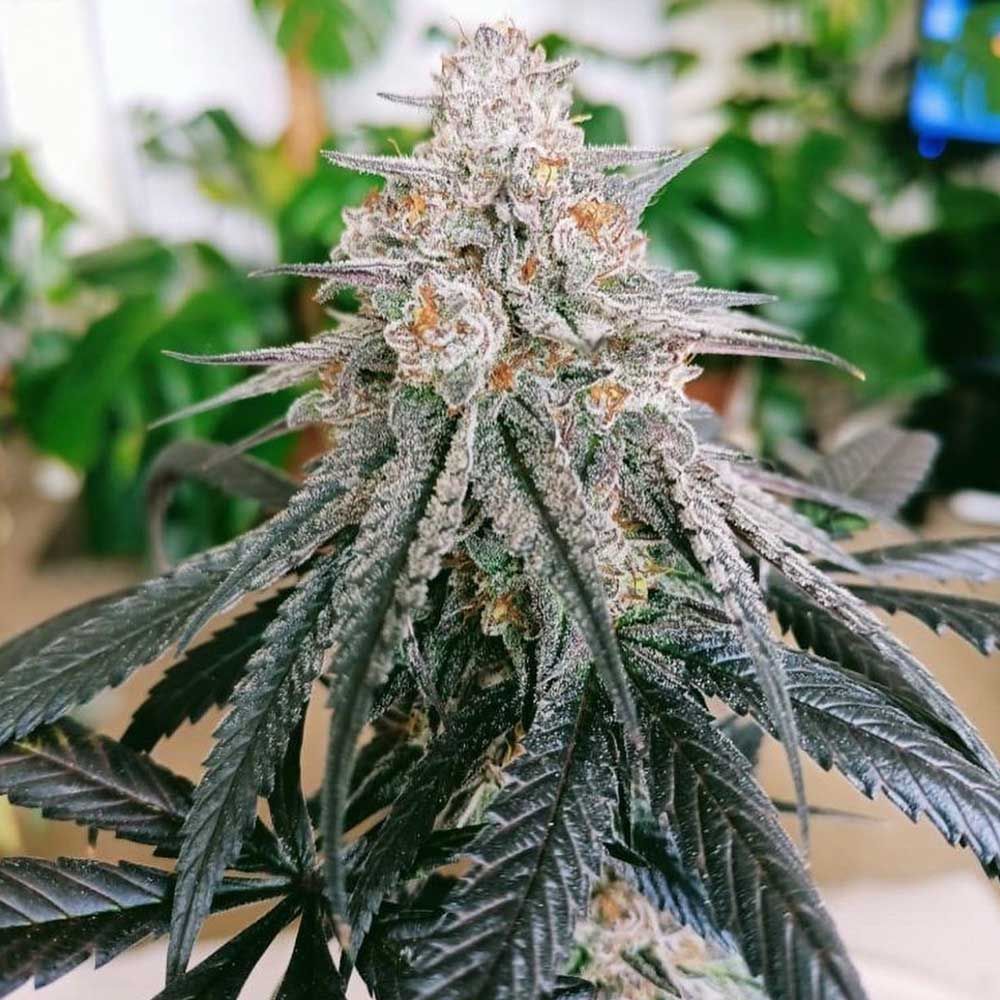 Frozen Rosé Feminized Cannabis Seeds - Conscious Genetics - Simply ...