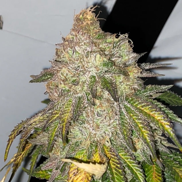 Blue Glue Feminized Cannabis Seeds - Loco Genetics - Simply Souvenirs ...
