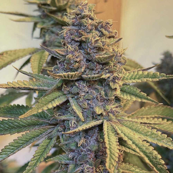 Pink Mintz Feminized Cannabis Seeds - Conscious Genetics - Simply ...