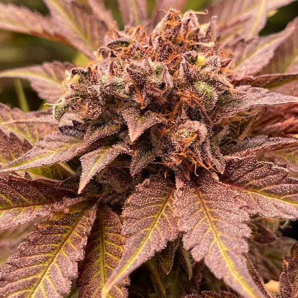 Pink Waferz Feminized Cannabis Seeds - Conscious Genetics - Simply Souvenirs | Simply Souvenirs