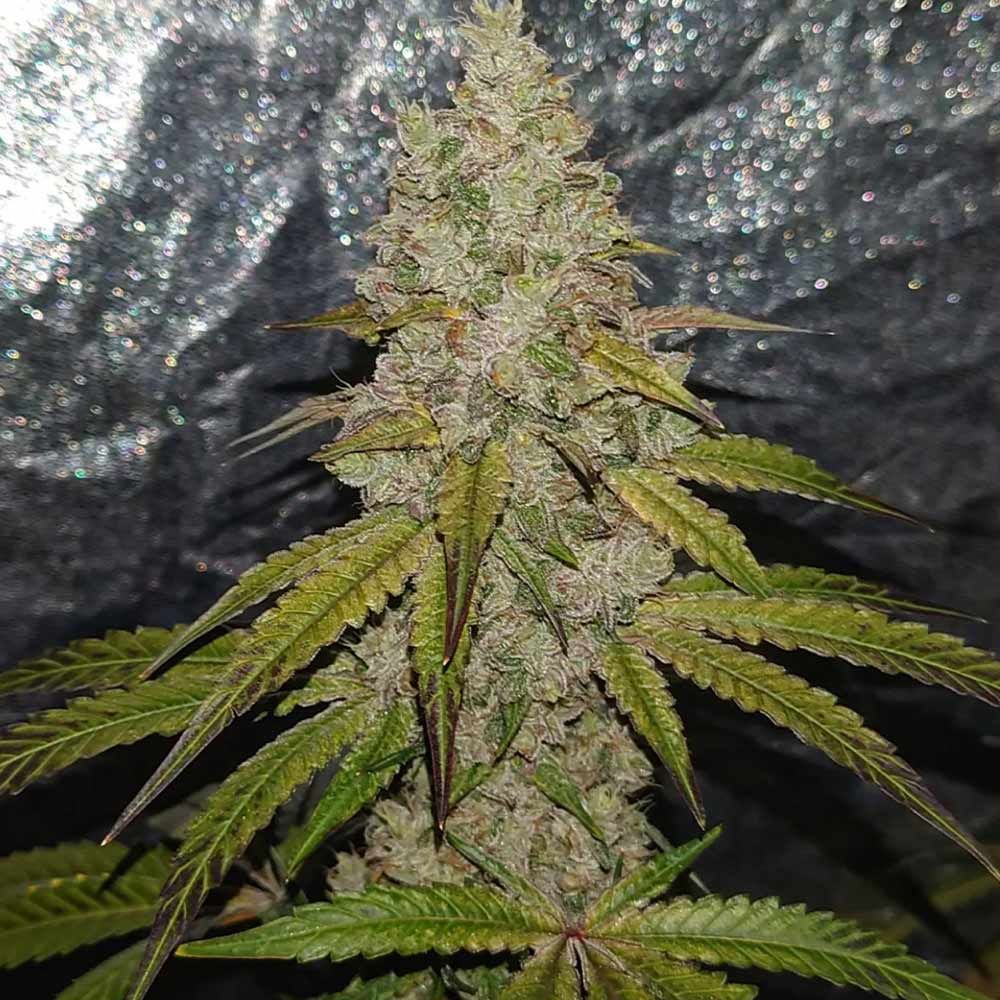 Pink Waferz Feminized Cannabis Seeds - Conscious Genetics - Simply ...