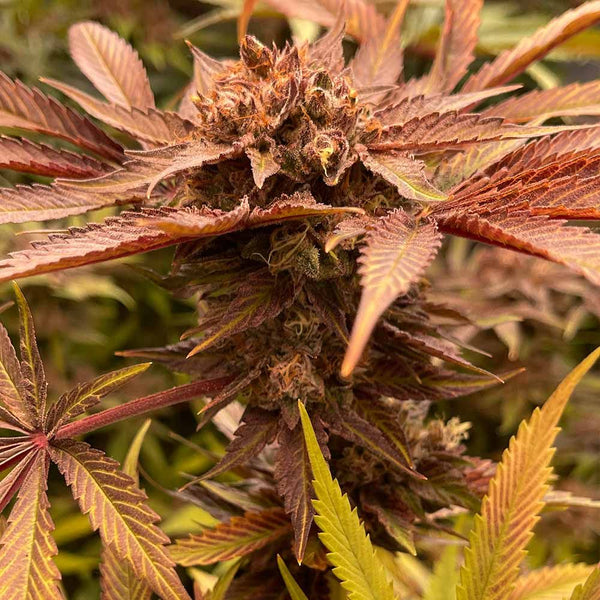 Pink Waferz Feminized Cannabis Seeds - Conscious Genetics - Simply Souvenirs | Simply Souvenirs