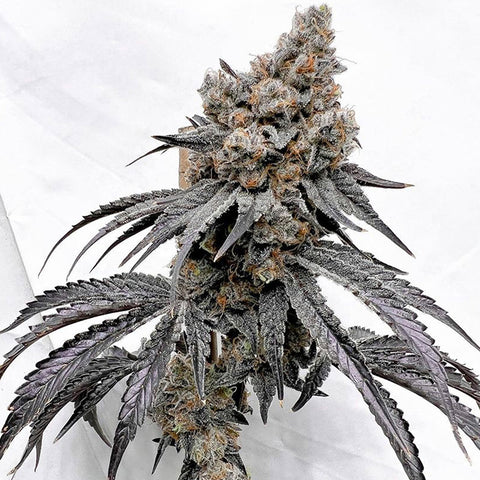 Solfire Gardens Regular & Feminized Cannabis Seeds - Simply Souvenirs